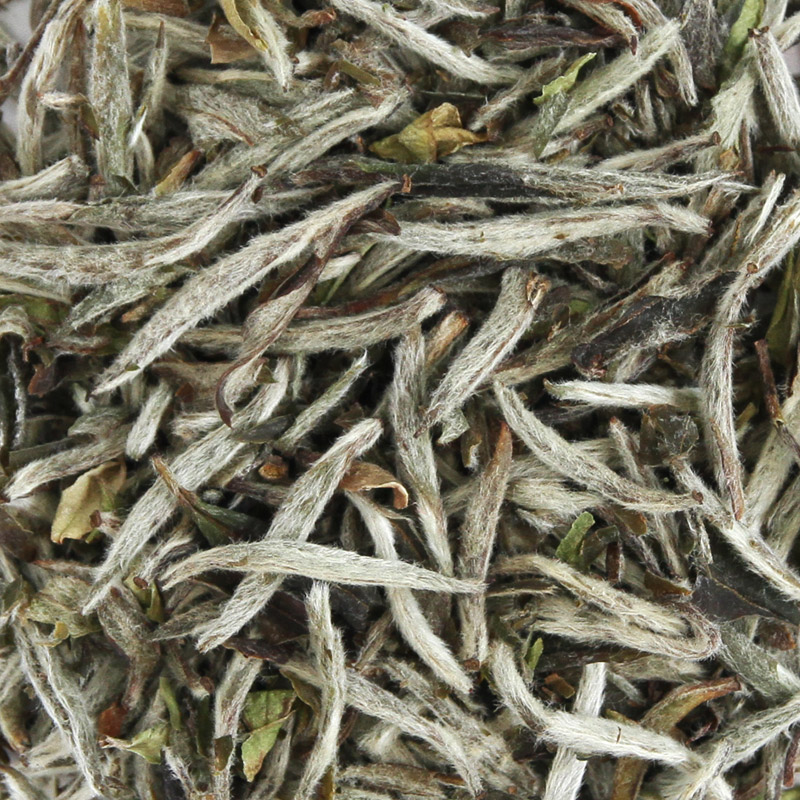 Silver Needles - Tea Harvest